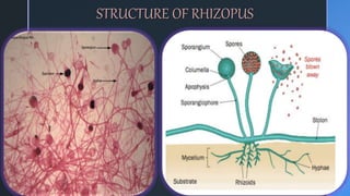 Fungi Zygomycota.ppt (T.Y. Bsc).pptx