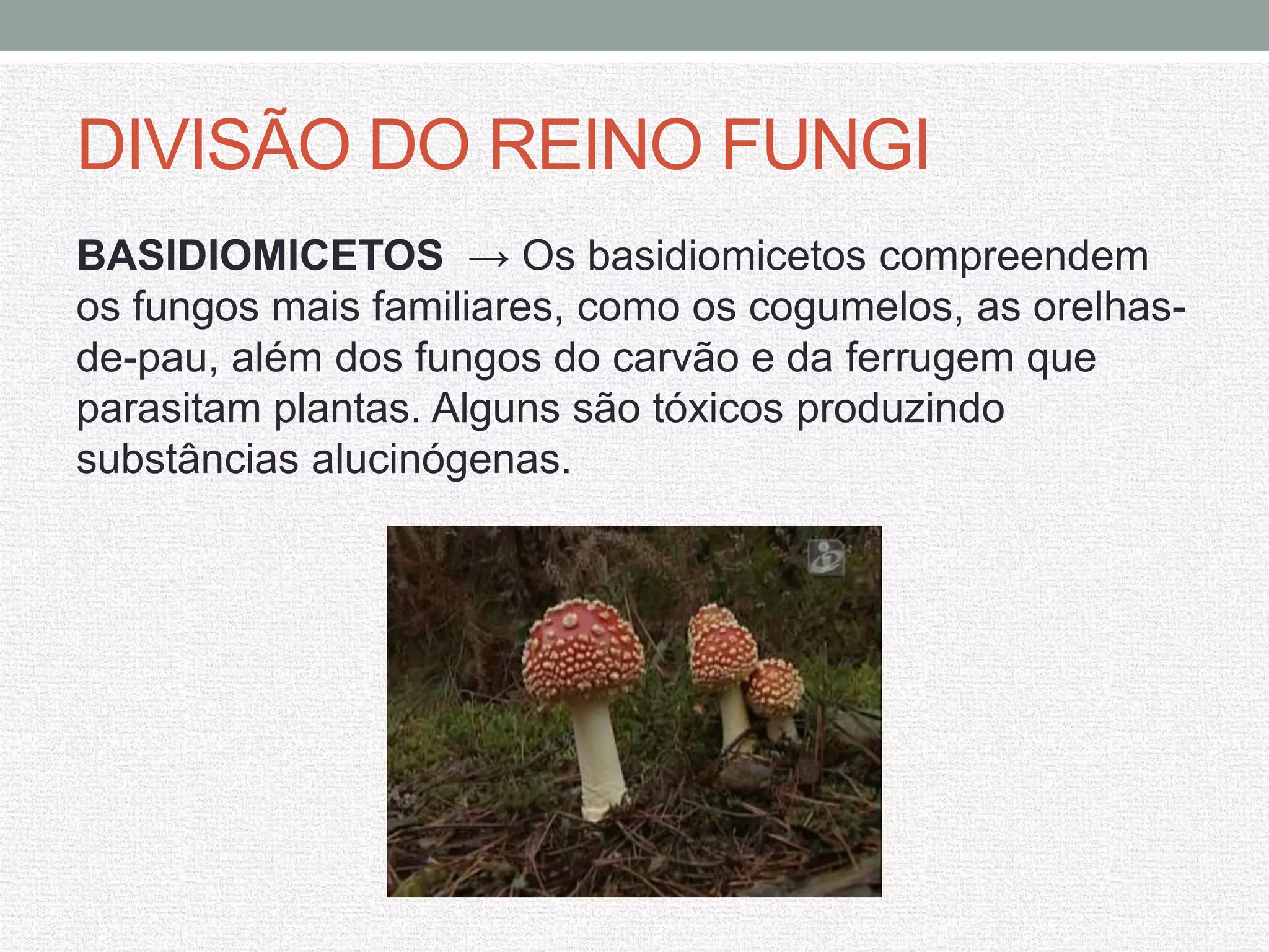 Reino dos Fungos | PPTX