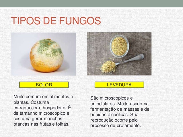 Reino dos Fungos
