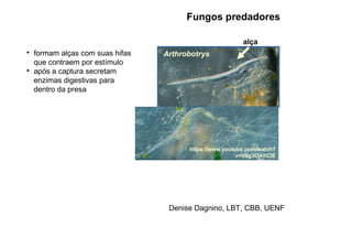 Fungos e suas doenças e tratamento e sau | PDF