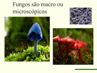 Fungos novo.pps (1).ppt