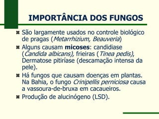Fungos novo.pps (1).ppt