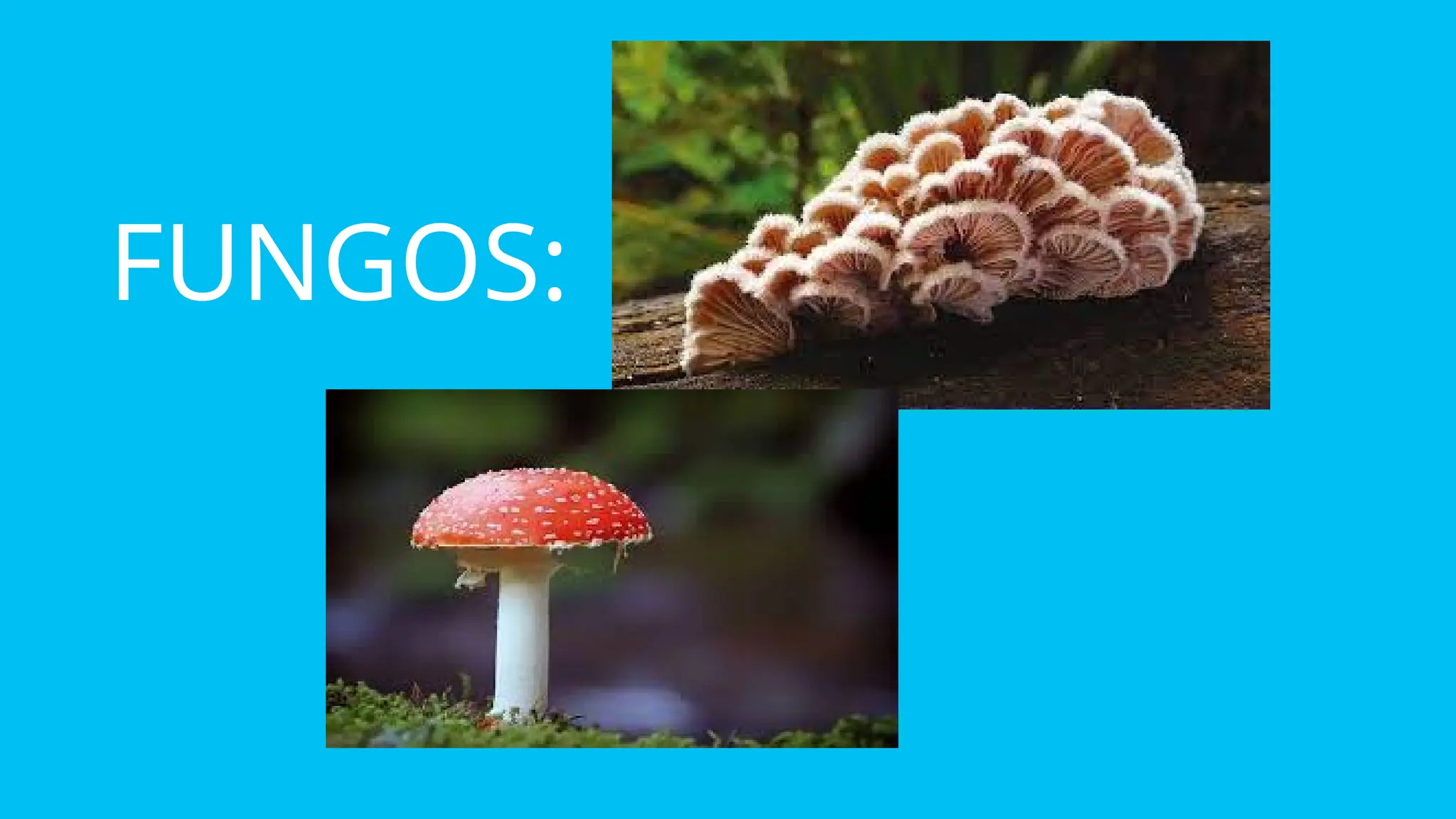 Fungos - Descrição, caracteristicas e funções na natureza. | PPTX