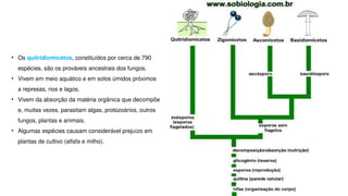 Fungos - Descrição, caracteristicas e funções na natureza. | PPTX
