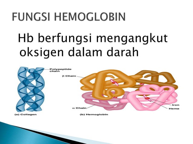 Fungsi dan struktur Hb.pptx