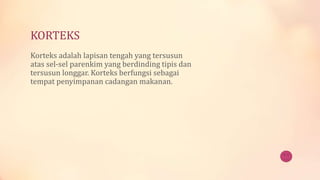 Fungsi dan struktur jaringan tumbuhan | PPTX