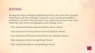 Fungsi dan struktur jaringan tumbuhan | PPT