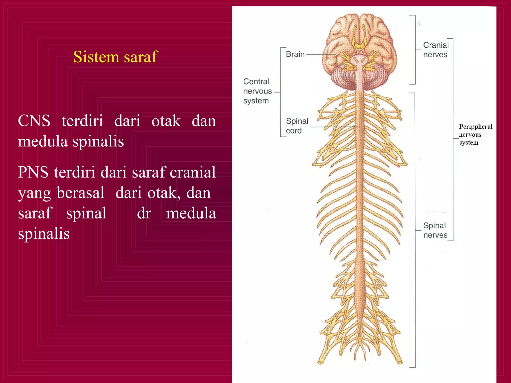 Fungsi dasar sistem saraf | PPT
