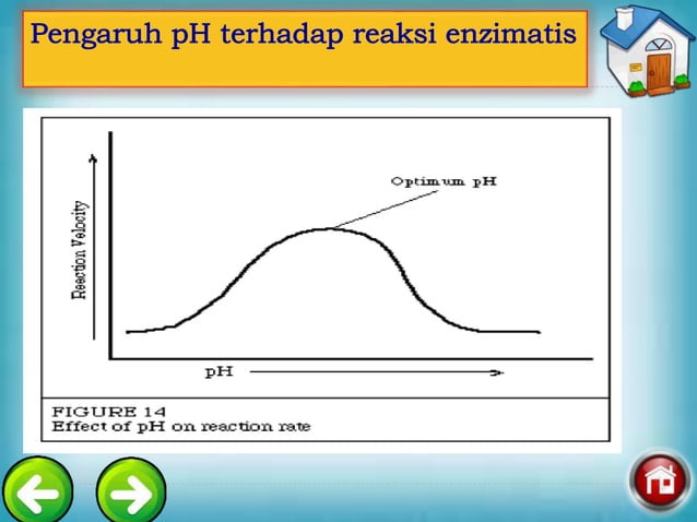 Fungsi Enzim dalam proses Metabolisme.pptx