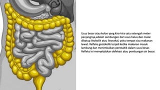Fungsi gastrointestinal | PPT