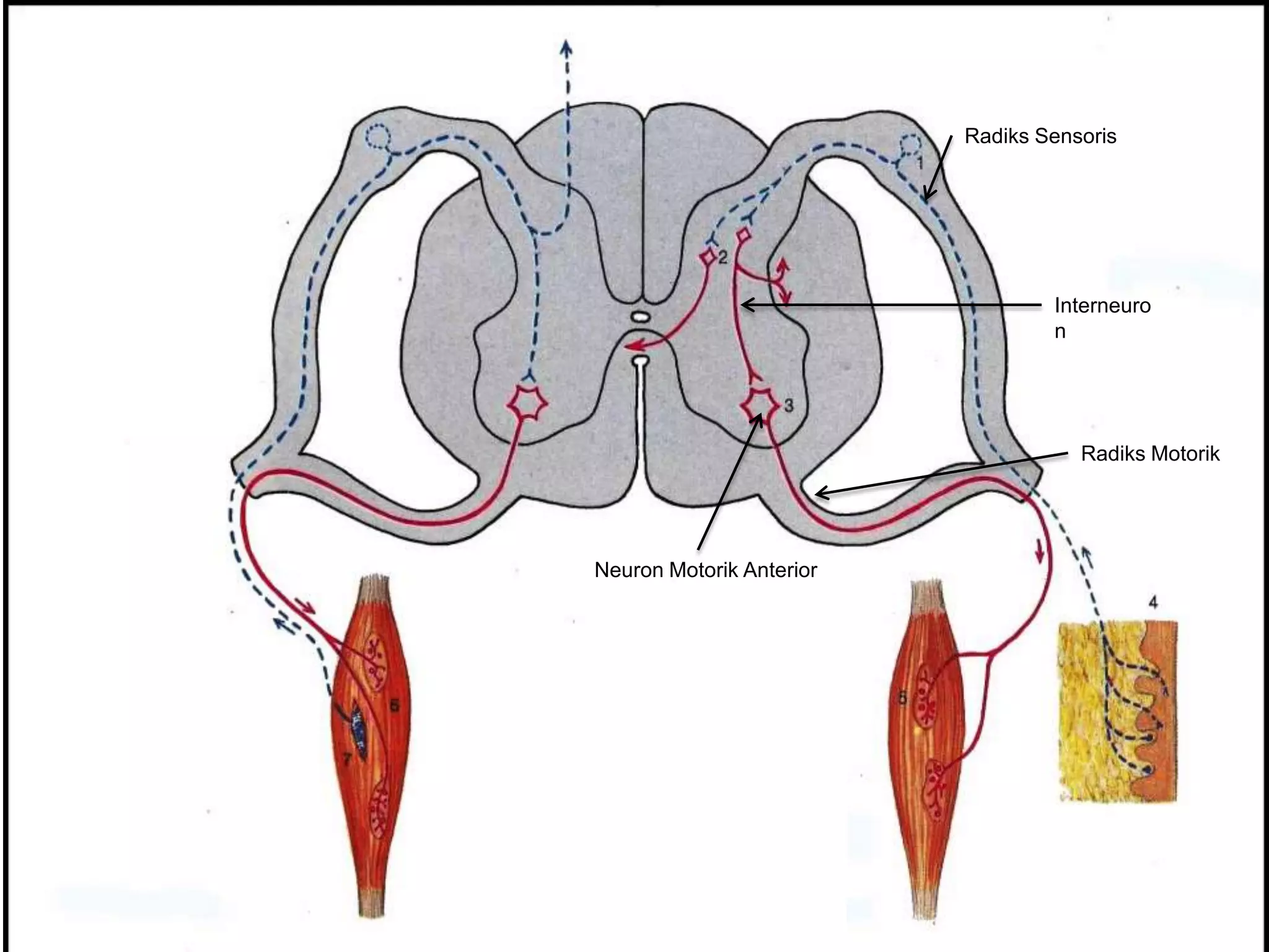 Pengaturan Fungsi Motorik oleh Medula Spinalis | PPTX
