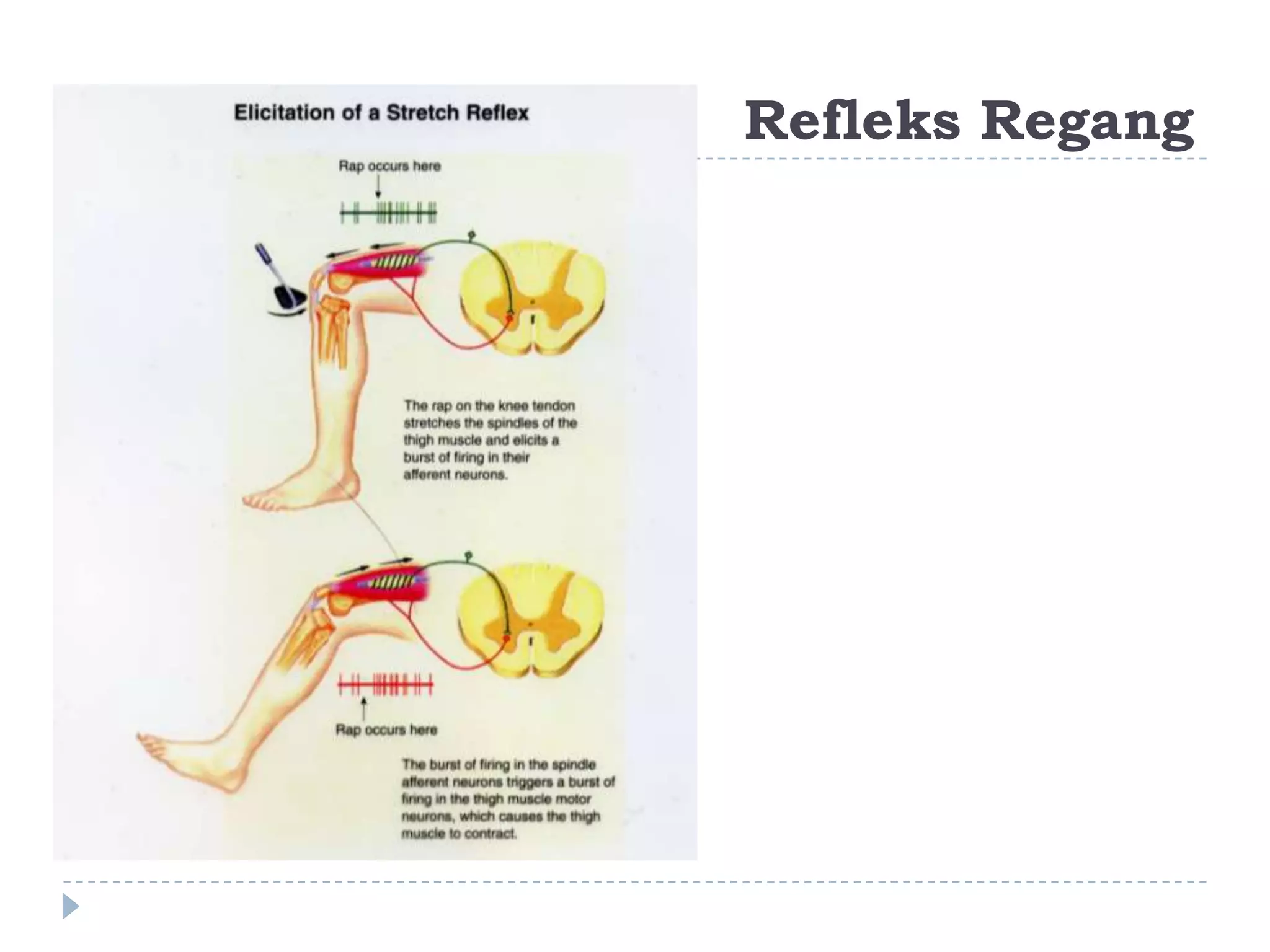 Pengaturan Fungsi Motorik oleh Medula Spinalis | PPTX