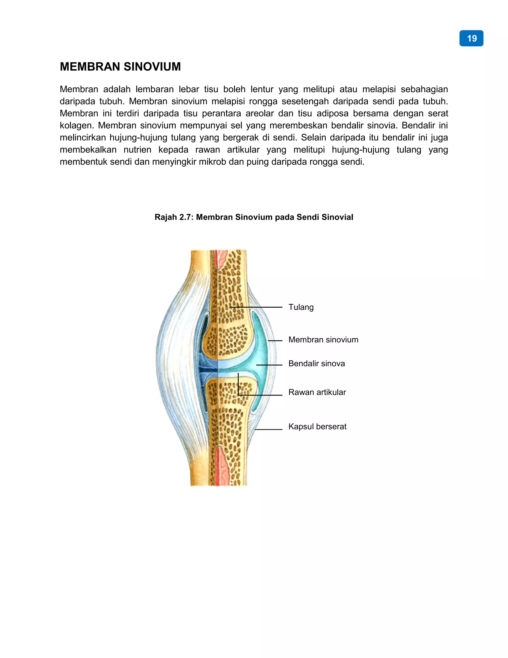 Fungsi muskuloskeletal dan pergerakan manusia | PDF