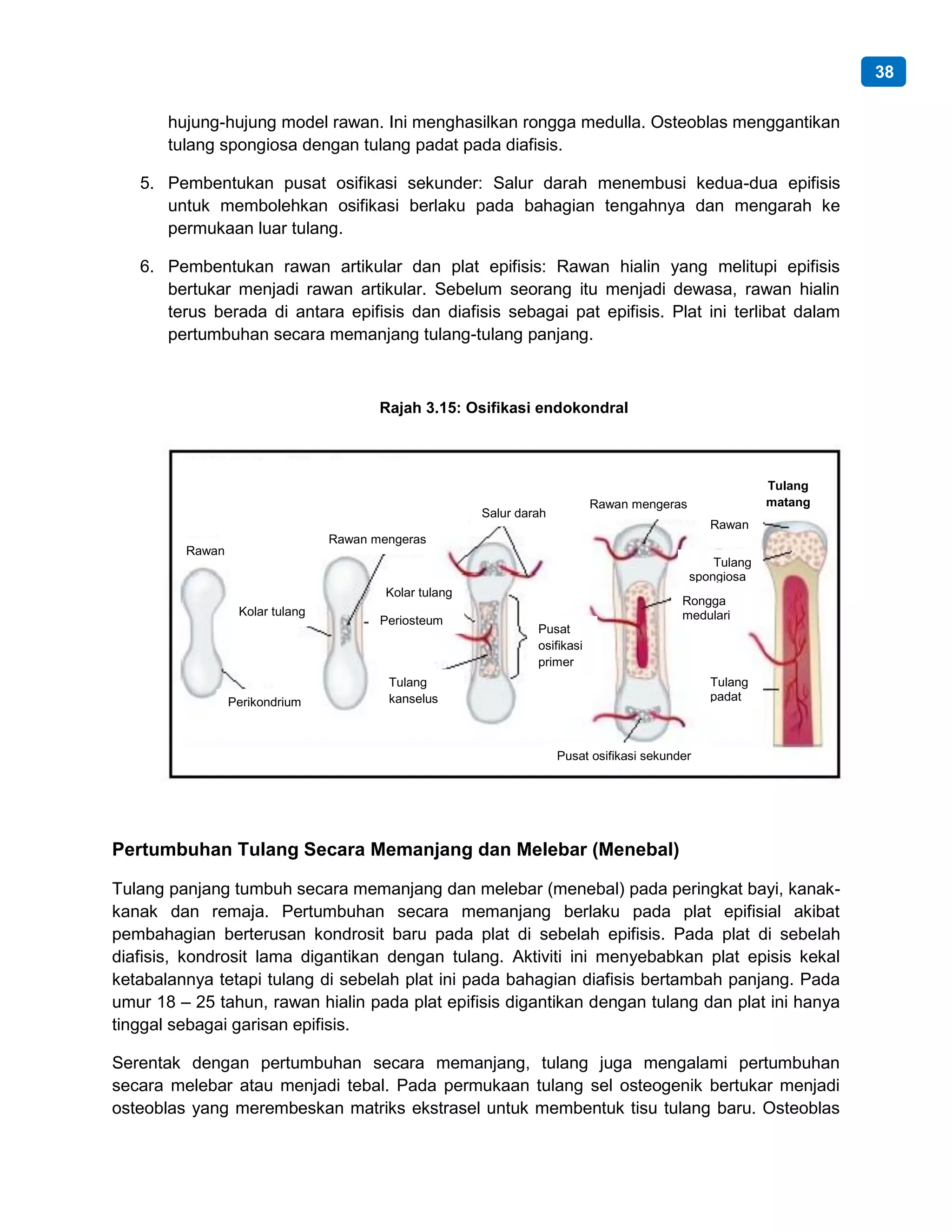 Fungsi muskuloskeletal dan pergerakan manusia | PDF