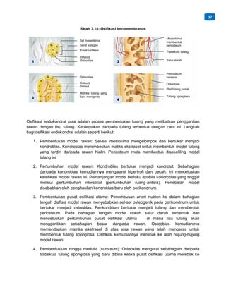 Fungsi muskuloskeletal dan pergerakan manusia | PDF