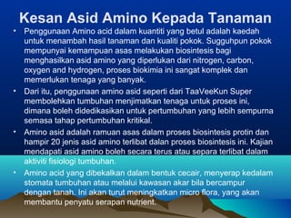 Fungsi nutrient asid amino baja foliar taaveekun | PPT