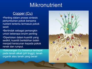 Fungsi nutrient dalam baja kimia cap pokok sawit | PPT