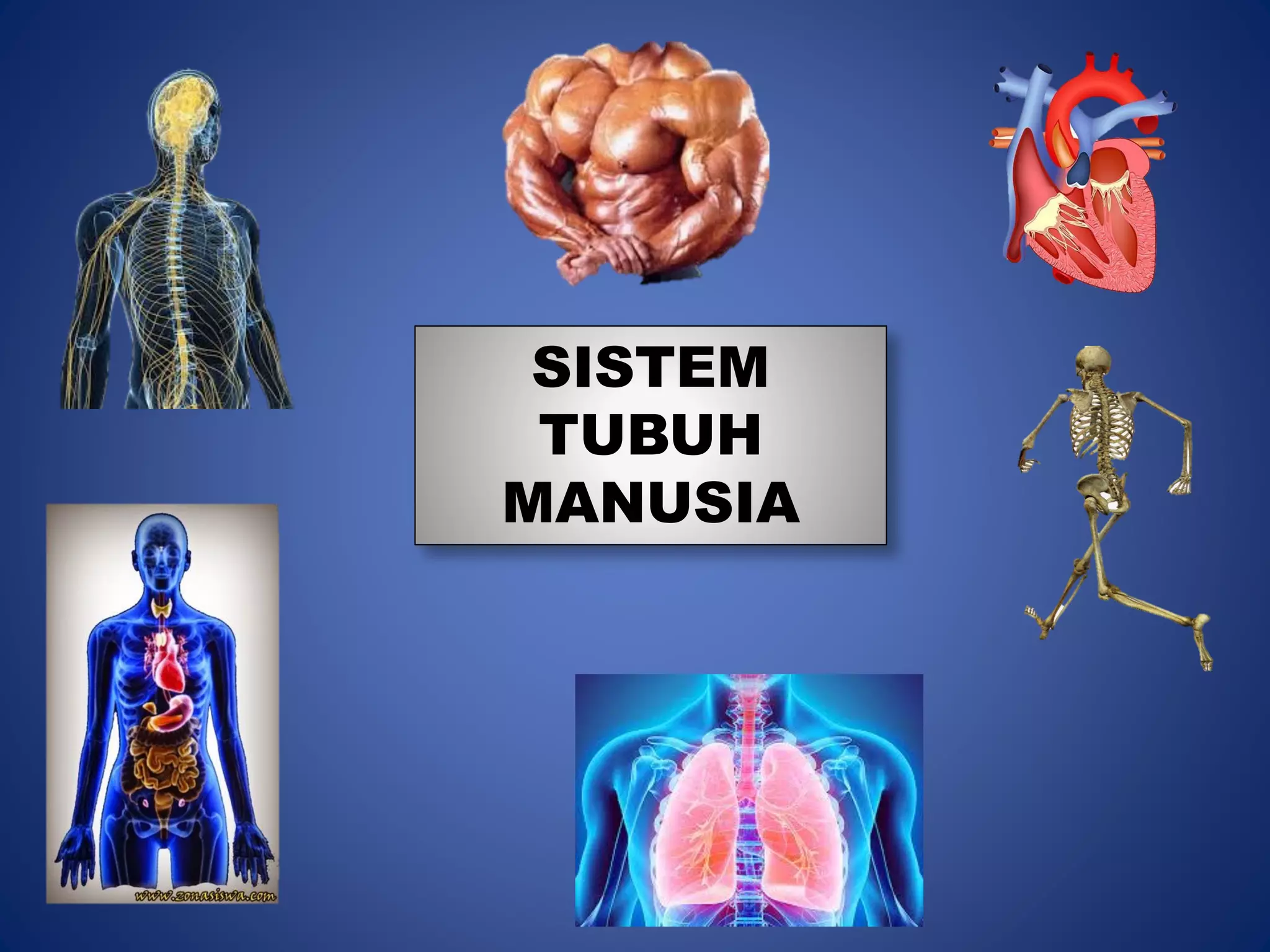 fungsi sistem tubuh badan.pdf