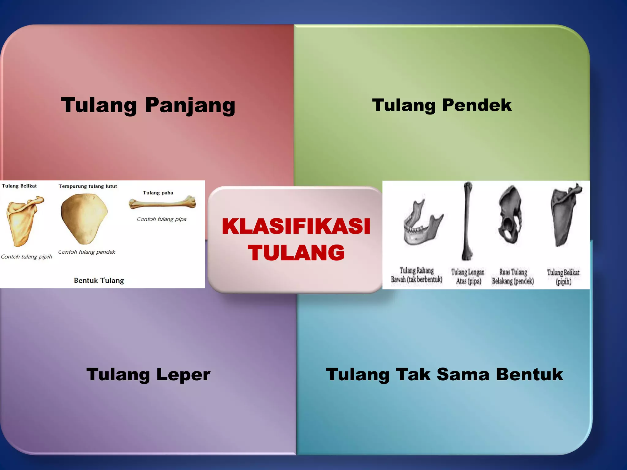 fungsi sistem tubuh badan.pdf