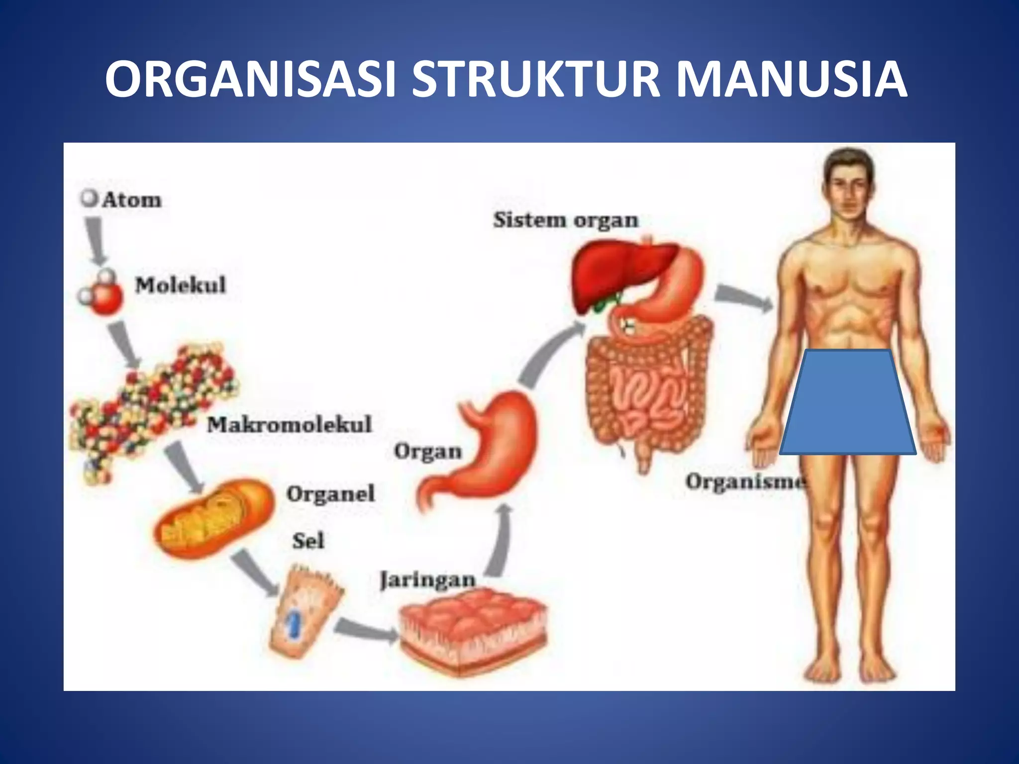 fungsi sistem tubuh badan.pdf