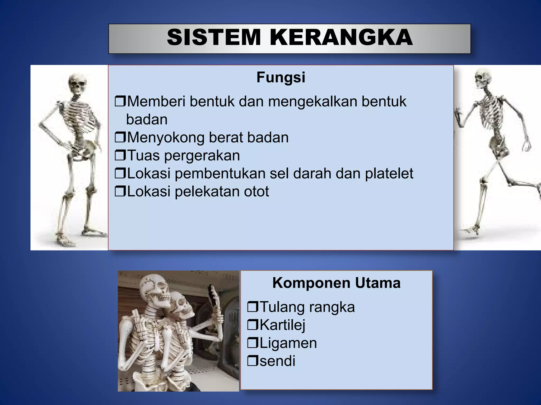 fungsi sistem tubuh badan.pdf
