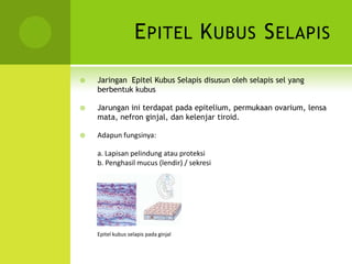 Fungsi & struktur hewan (yosef febri w) | PPTX
