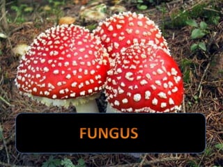 Fungus | PPT