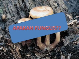 Fungus | PPT