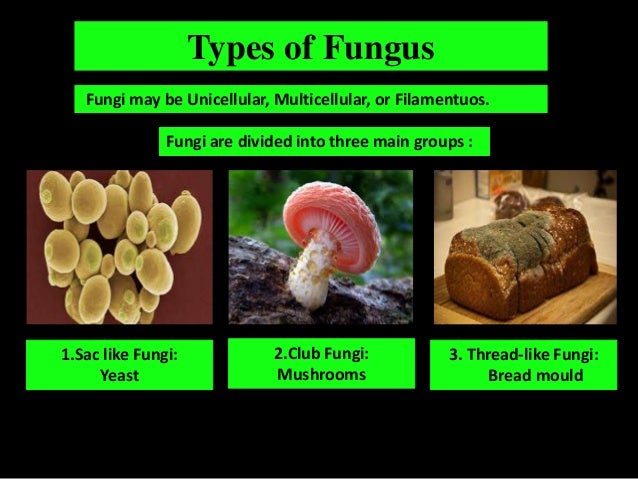 Fungus