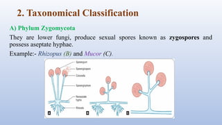 Medical Mycology, Infection or Disease Part-1.pptx