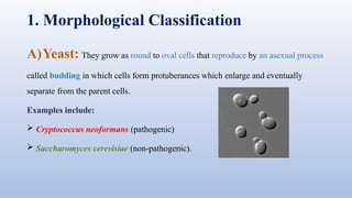 Medical Mycology, Infection or Disease Part-1.pptx