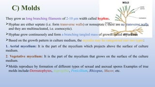 Medical Mycology, Infection or Disease Part-1.pptx