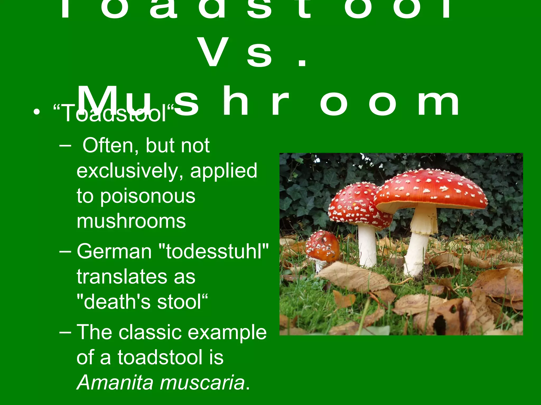 Fungus Among Us | PPT