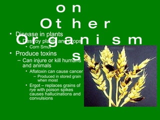 Fungus Among Us | PPT