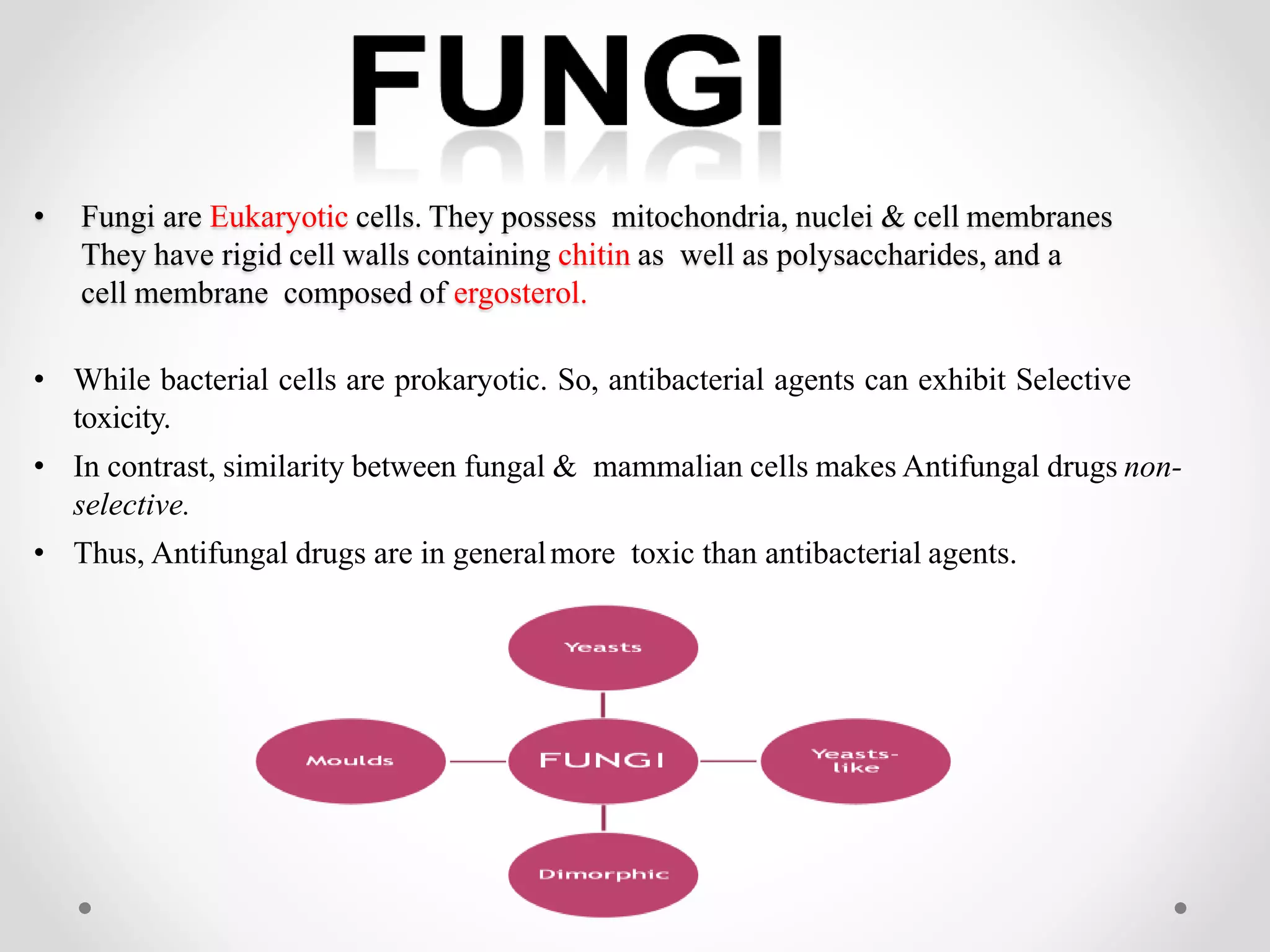 Fungus and anti fungal drugs | PPTX