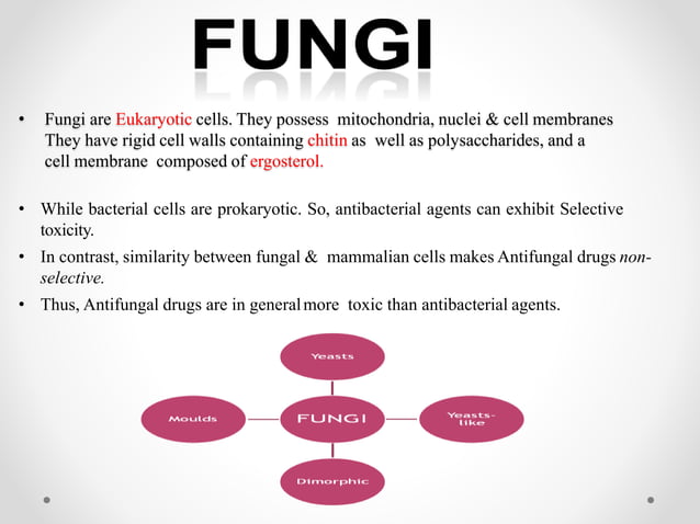 Fungus and anti fungal drugs | PPT