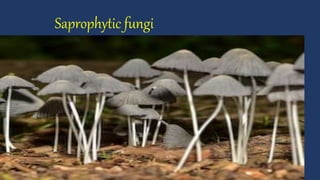 Fungi | PPTX
