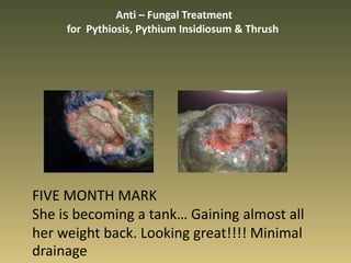 Pythiosis Treatment Before and After Results | PPTX
