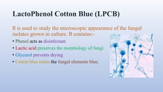Laboratory Diagnosis of Mycology-II, microscopy, staining, culture ...