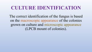 Laboratory Diagnosis of Mycology-II, microscopy, staining, culture ...