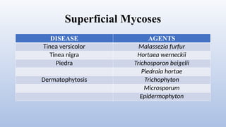 Superficial Mycoses (Dermatophytosis) Fungus iii.pptx