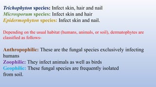 Superficial Mycoses (Dermatophytosis) Fungus iii.pptx