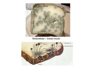 Fungus kingdom | PPSX