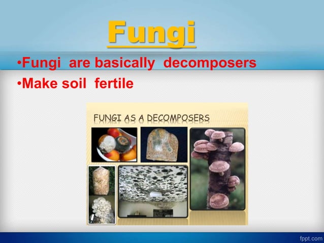 What is Funji | PPT