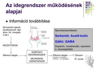 A központi idegrendszer funkcionális anatómiája I | PPTX
