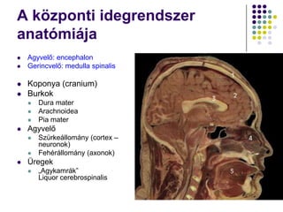 A központi idegrendszer funkcionális anatómiája I | PPTX