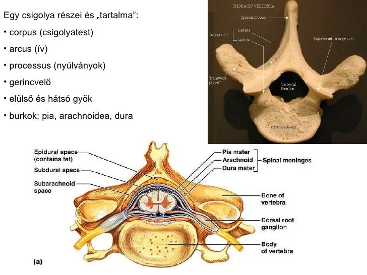A gerincvelő funkcionális anatómiája - OLKDA