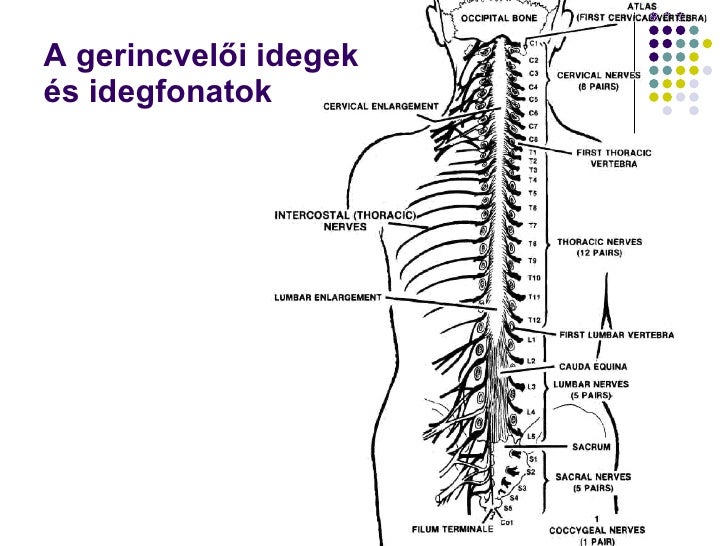 A gerincvelő funkcionális anatómiája - OLKDA