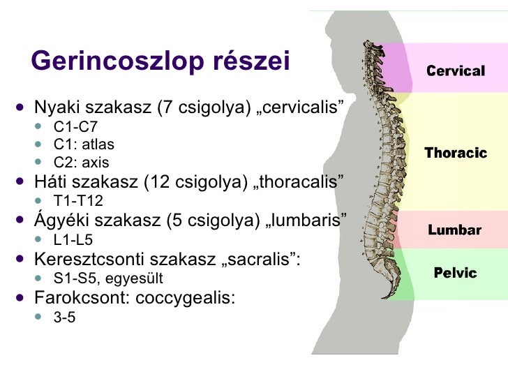 A gerincvelő funkcionális anatómiája - OLKDA