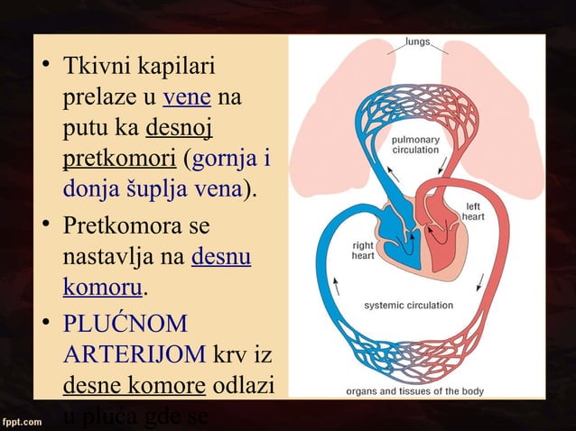 Funkcionalna anatomija srca | PPT
